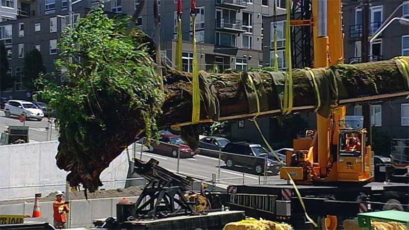 Mark Dion: Artist at Work | Art21