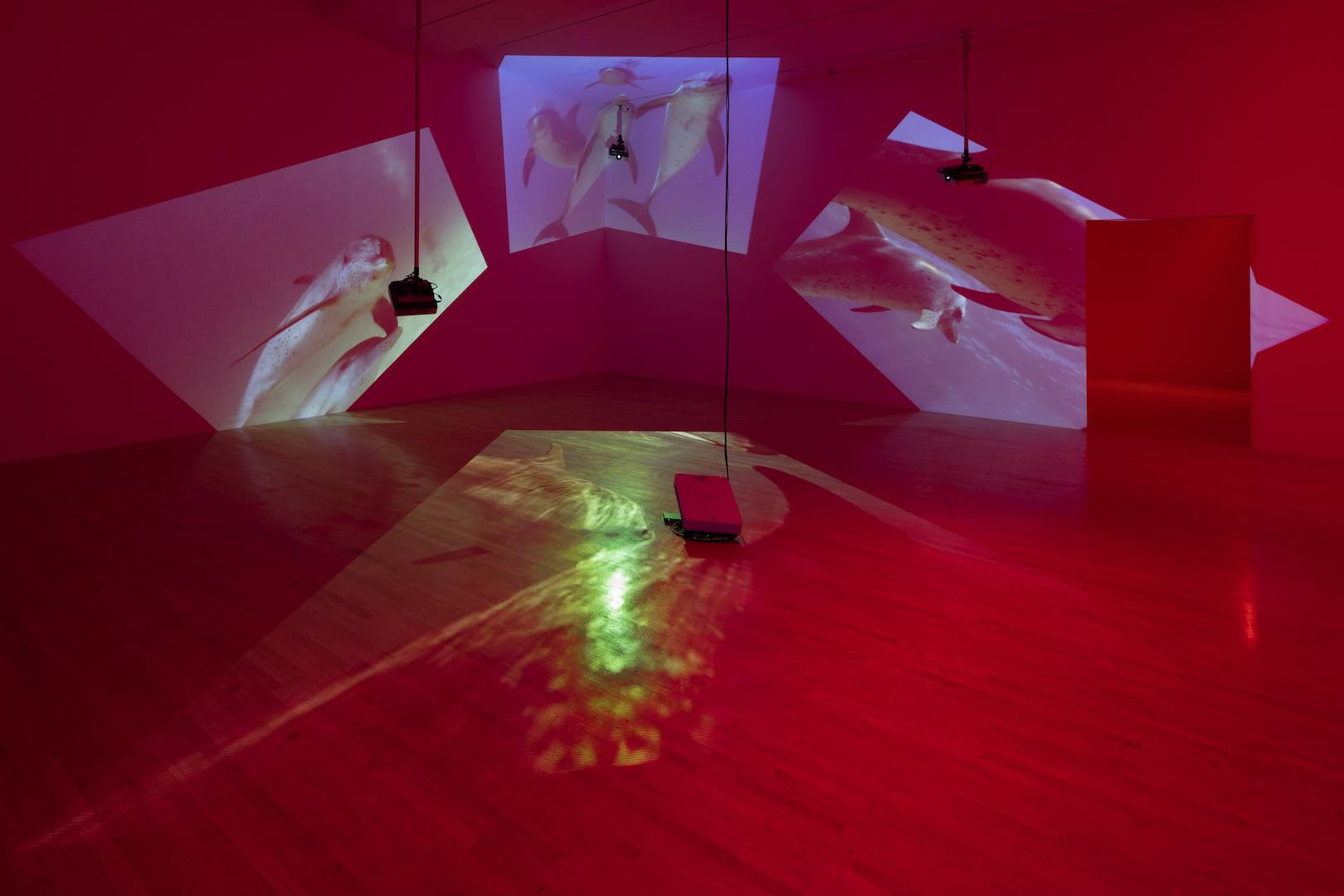 Diana Thater: Artwork Survey: 1990s | Art21