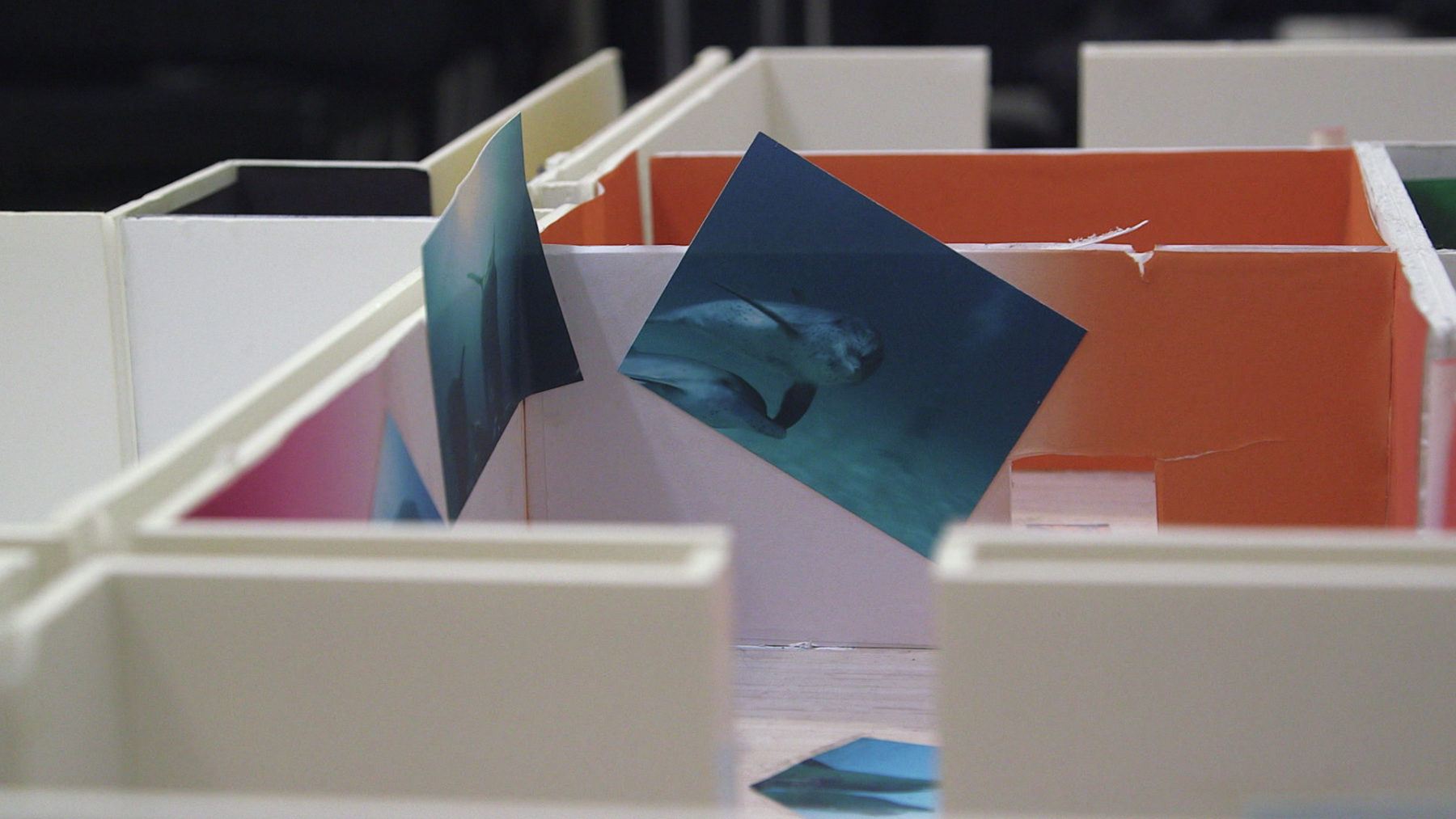 Diana Thater: Artist at Work | Art21