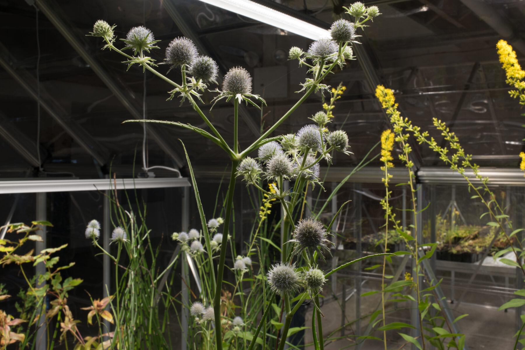 In the Studio: Michael Wang — Art21