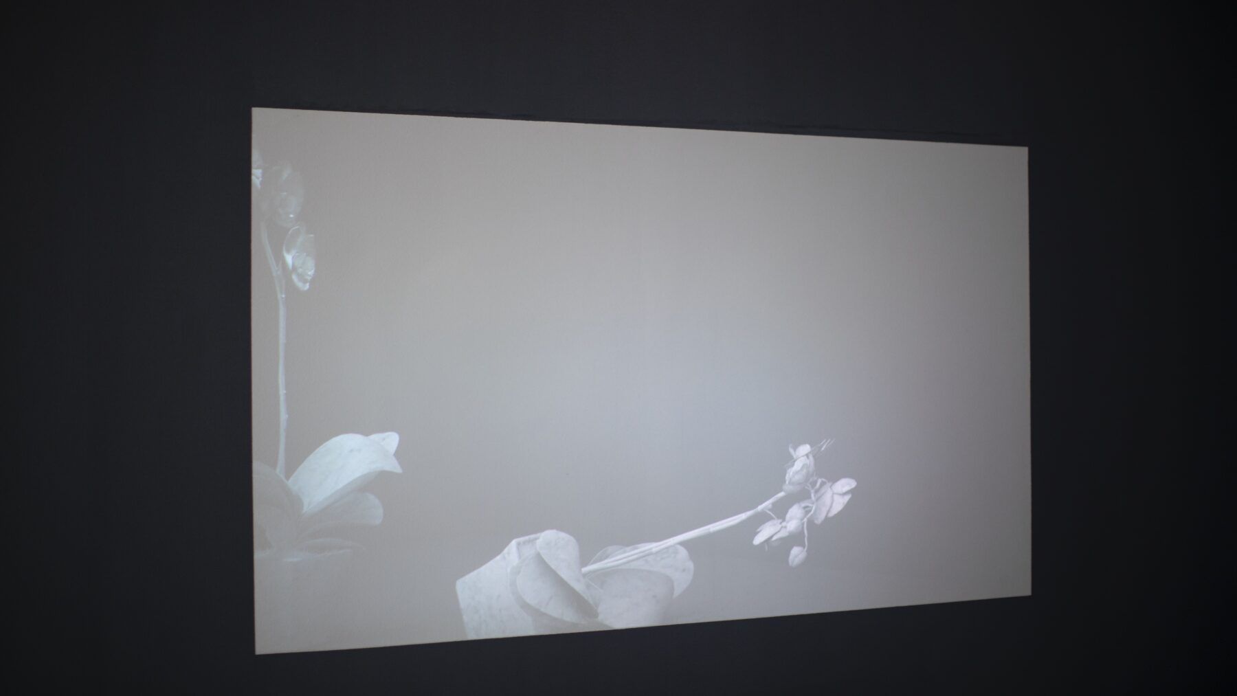 In the Studio: Maria Taniguchi — Art21